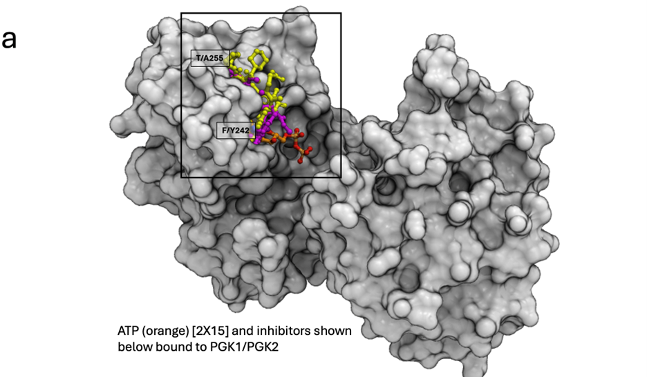 Finding Selective Inhibitors of Phosphoglycerate Kinase 2 | CACHE